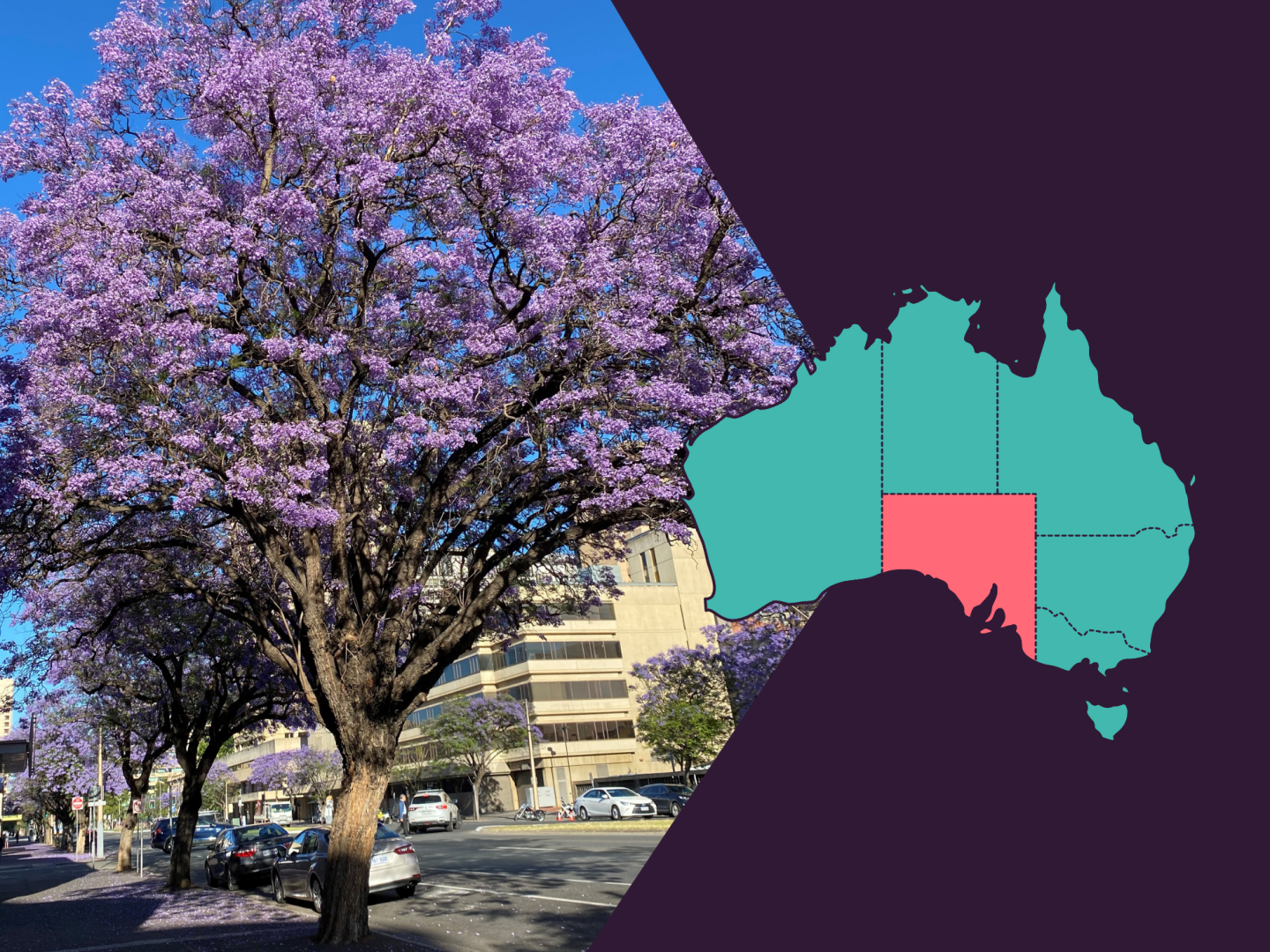Adelaide’s Purple Trees – Altitude to Adelaide