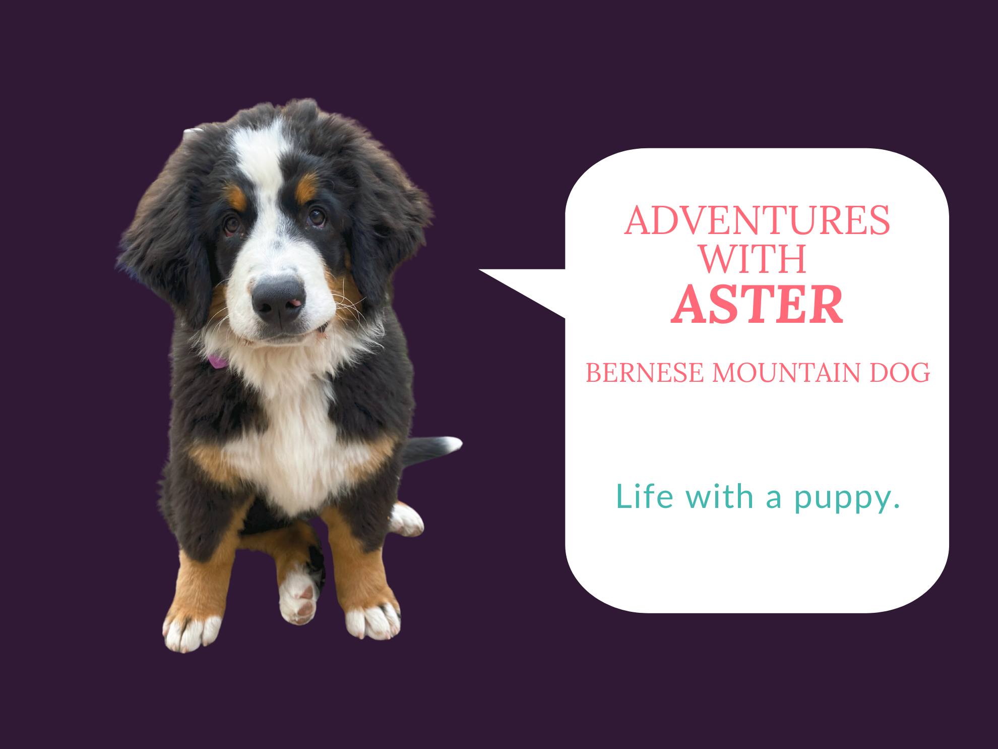Adventures with Aster the Bernese Mountain Dog – Altitude to Adelaide